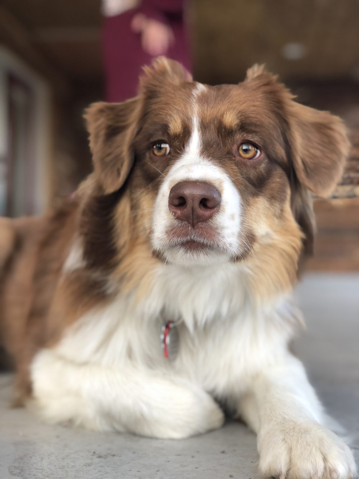 Obedience Dog Training Montgomery TX | Focus Dog Training