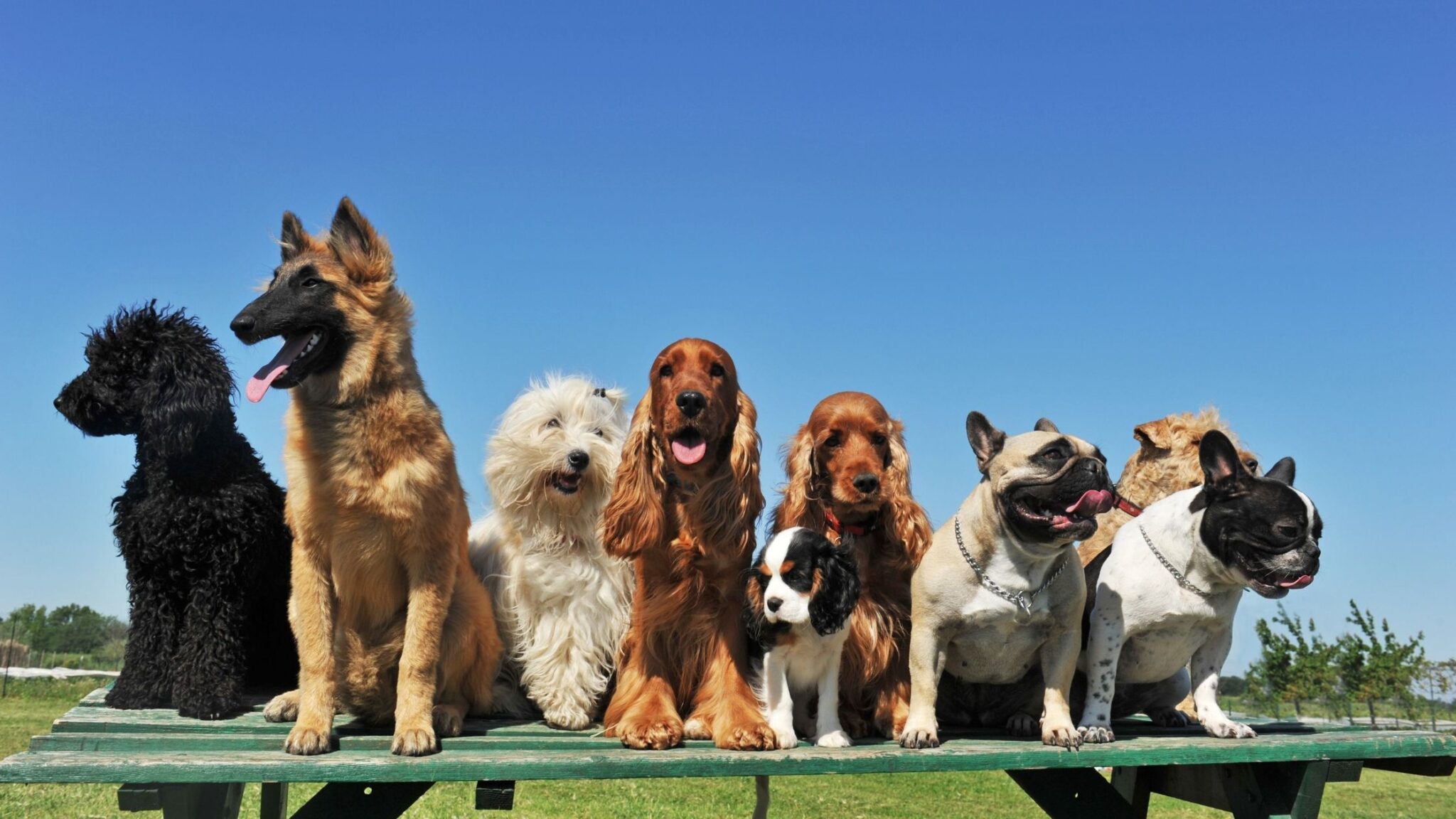 Best family dogs - Focus Dog Training