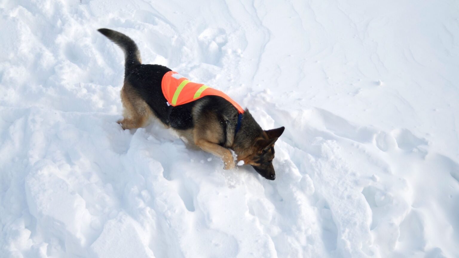 What Dog Breeds Make the Best Search and Rescue Dogs? - Focus Dog Training